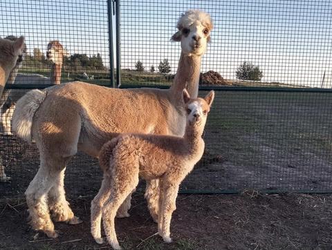 Ariel I Meet The Alpacas – Prairie Spirit Alpacas Store